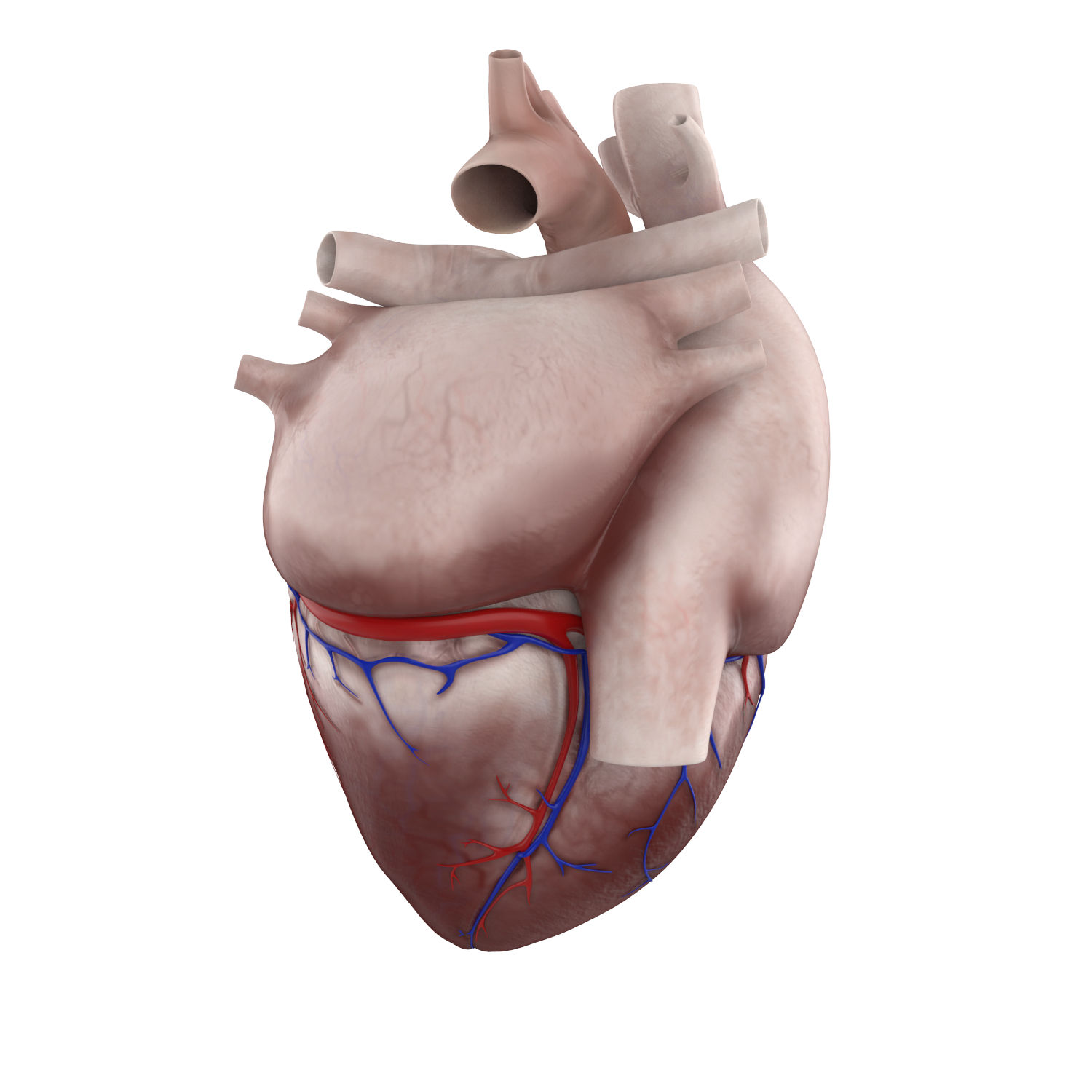 modelo 3d Corazón humano completo detallado - TurboSquid 1361682