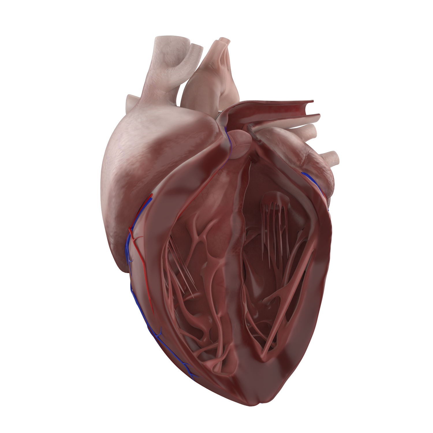 modelo 3d Corazón humano completo detallado - TurboSquid 1361682