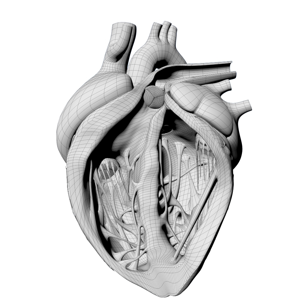 modelo 3d Corazón humano completo detallado - TurboSquid 1361682