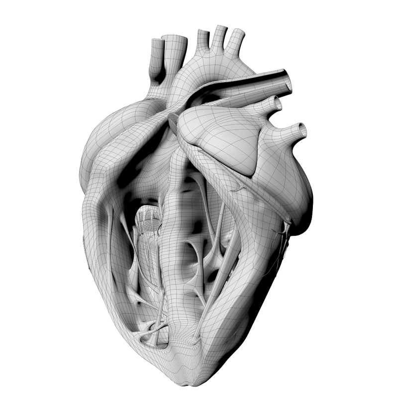 modelo 3d Corazón humano completo detallado - TurboSquid 1361682