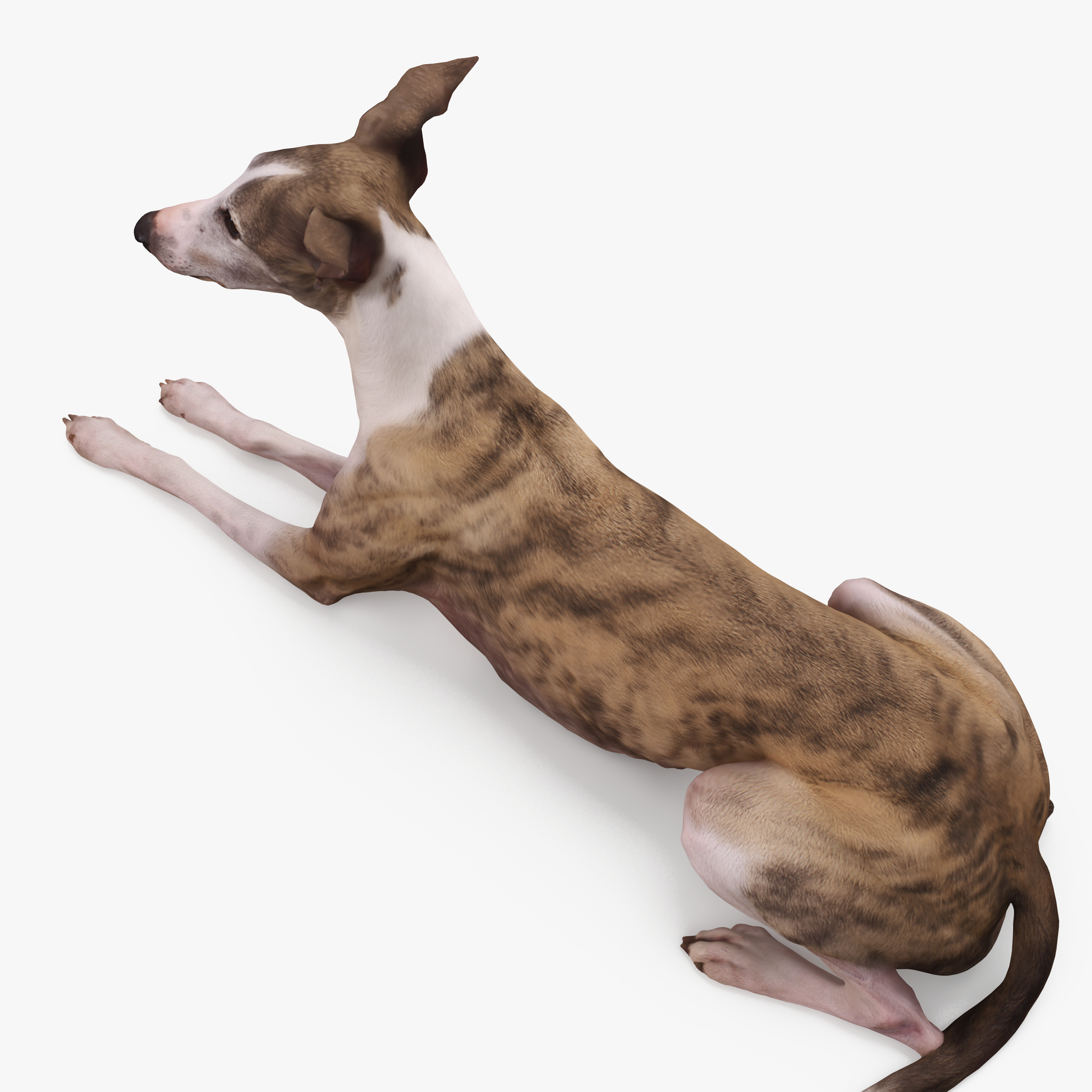 3D animals rendered model - TurboSquid 1365950