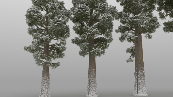5 sequoia trees 3D model - TurboSquid 1151548