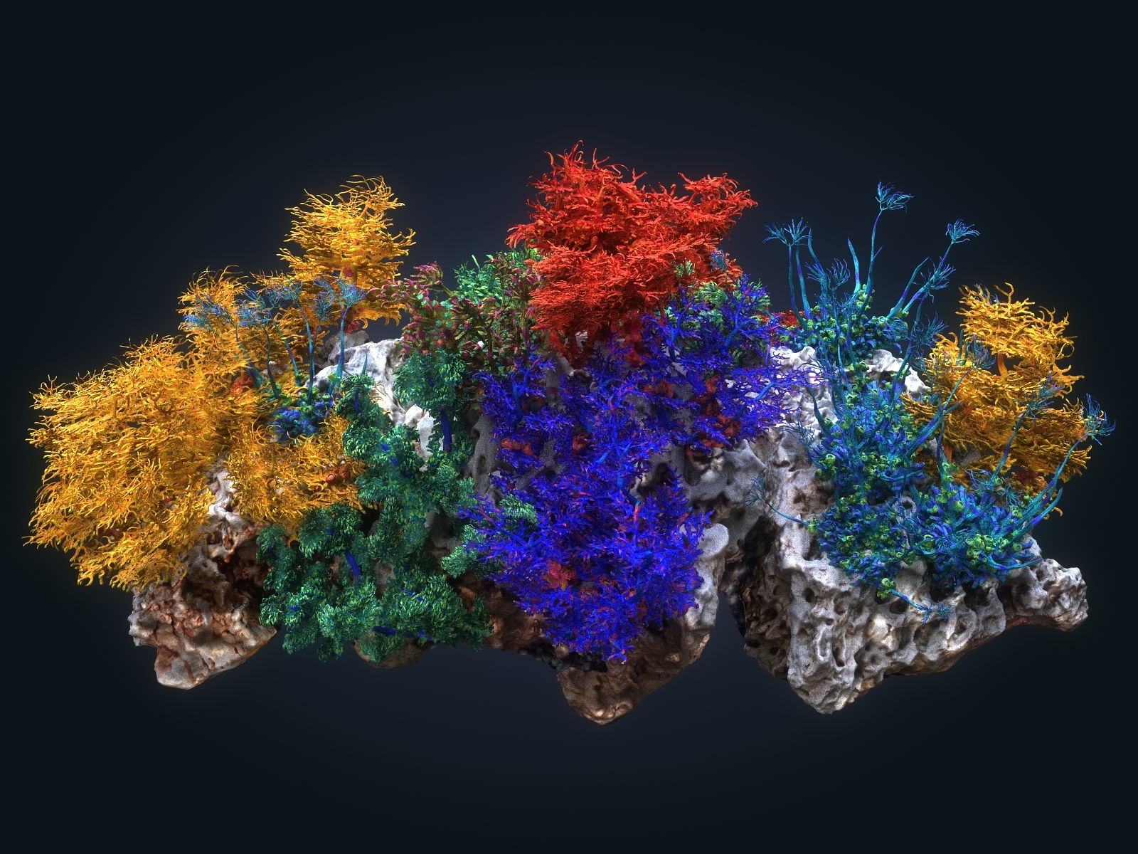 Coral reef ecosystem pack 3D model - TurboSquid 1368596