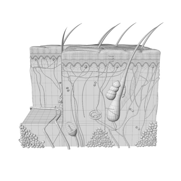 3D human skin model - TurboSquid 1366704