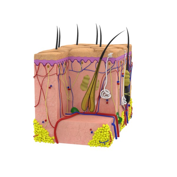 3D human skin model - TurboSquid 1366704