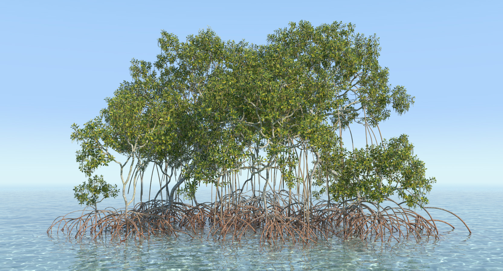 Mangrove animation model - TurboSquid 1369053