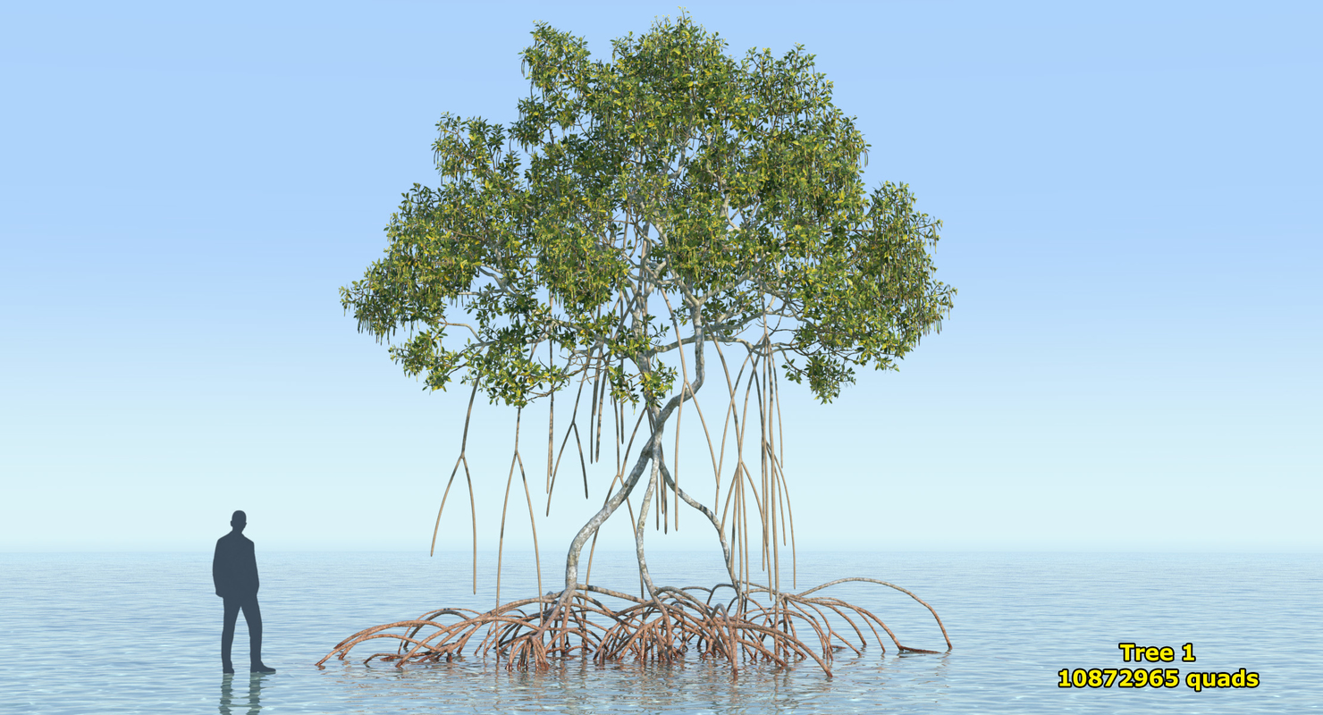 Mangrove animation model - TurboSquid 1369053