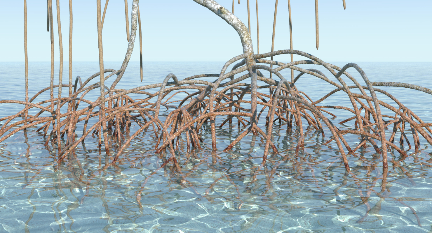 Mangrove animation model - TurboSquid 1369053