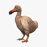 dodo bird 3d model