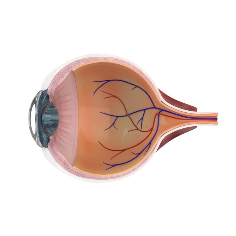 3D human eye dissection model - TurboSquid 1366967