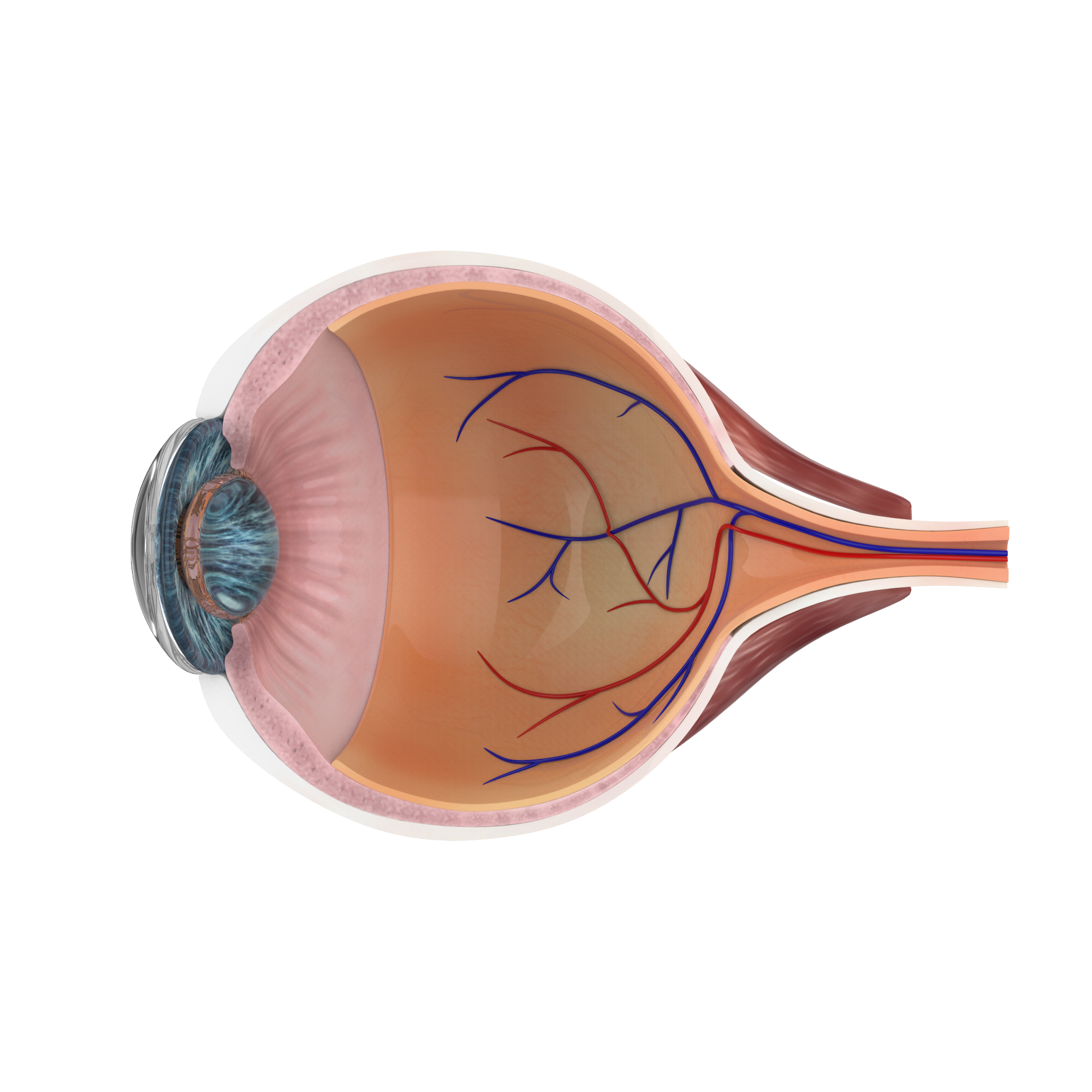 3D human eye dissection model - TurboSquid 1366967