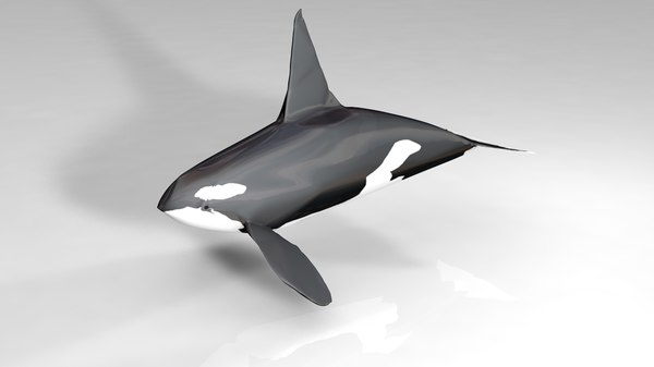 3D Orca Models | TurboSquid
