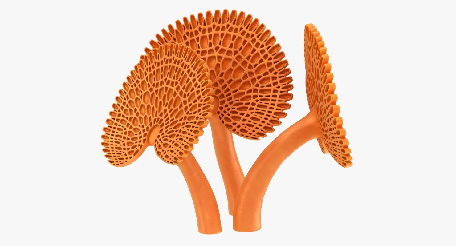Realistic orange pore fungus 3D model - TurboSquid 1367375