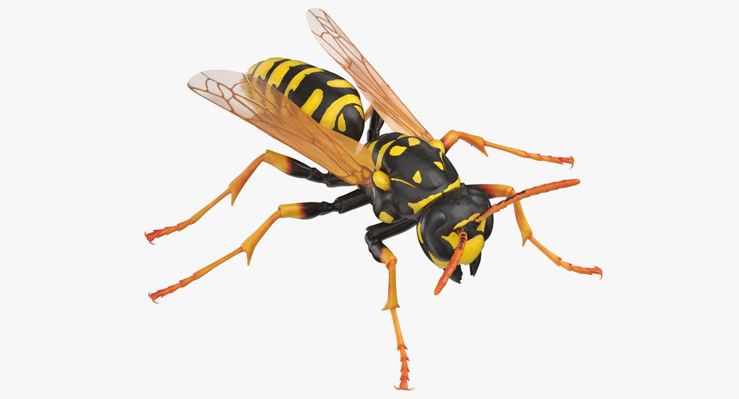 Paper wasp standing model - TurboSquid 1367390