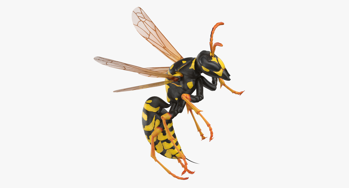 3D paper wasp stinging model - TurboSquid 1367393