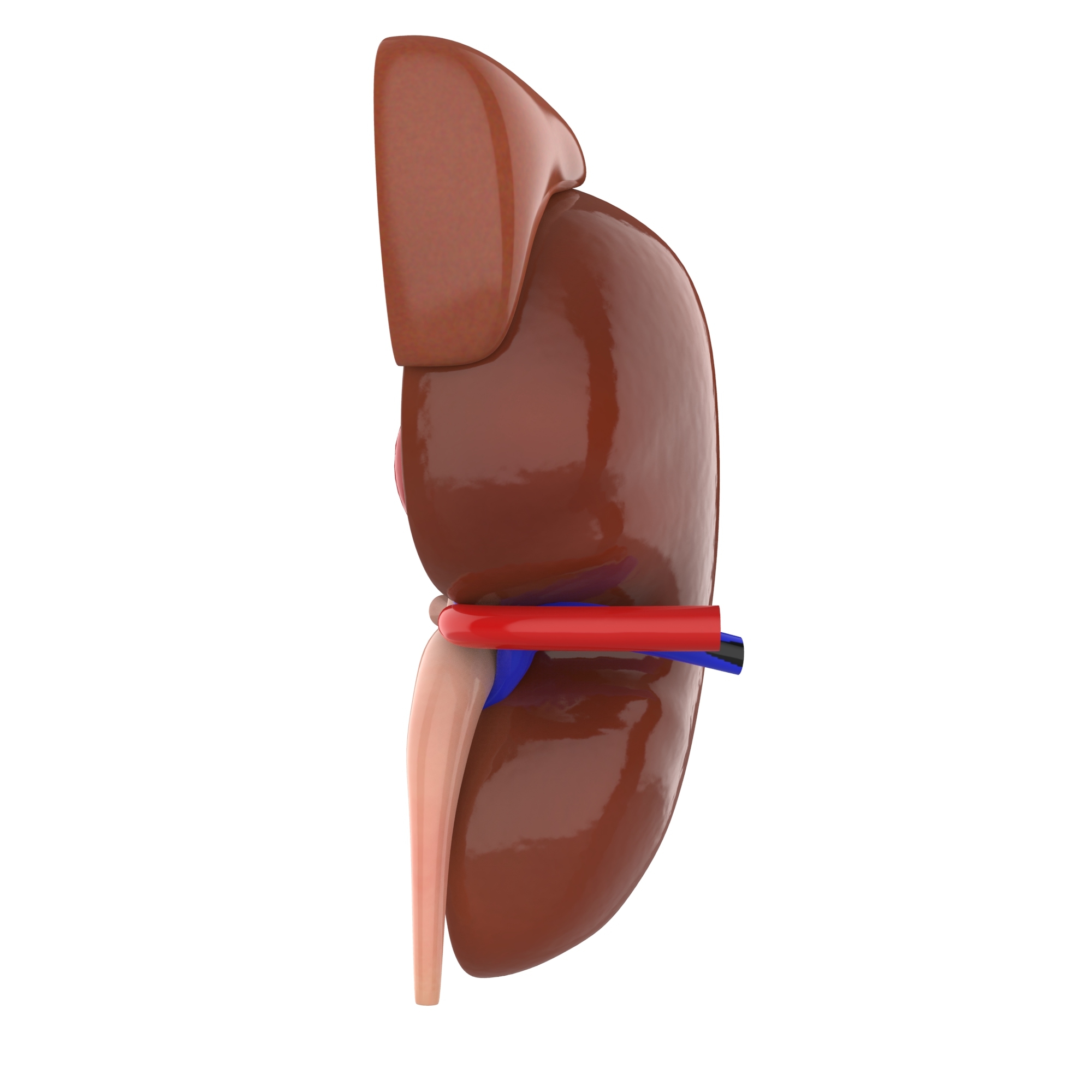 3D human kidney dissection model - TurboSquid 1367462
