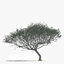 Realistic african acacia tree 3D model - TurboSquid 1362049