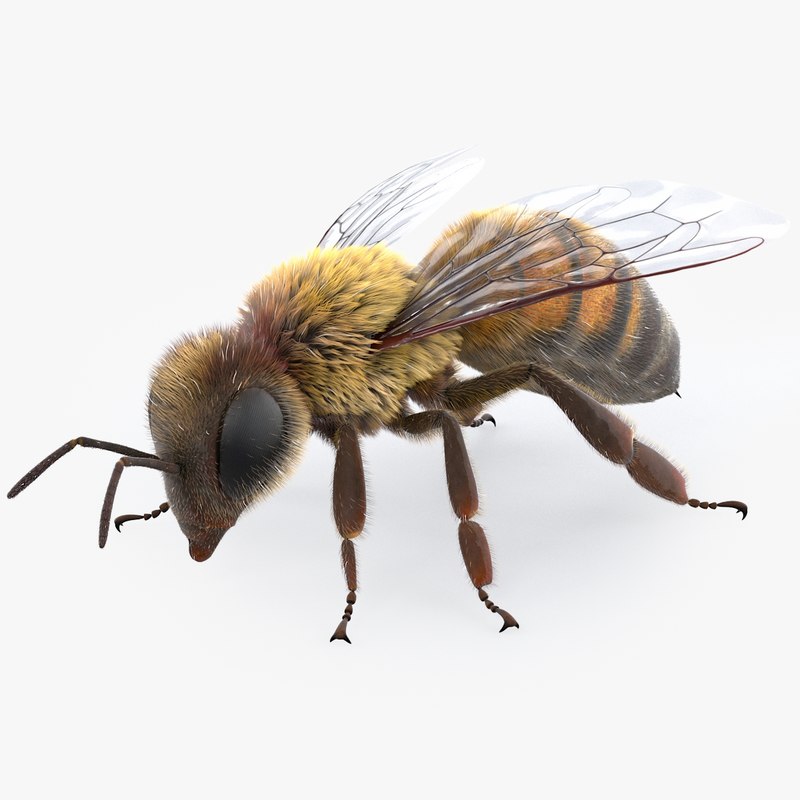 3D realistic bee real - TurboSquid 1367566