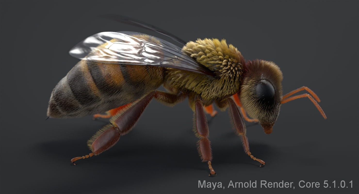 3D realistic bee real - TurboSquid 1367566