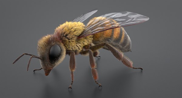 3D realistic bee real - TurboSquid 1367566