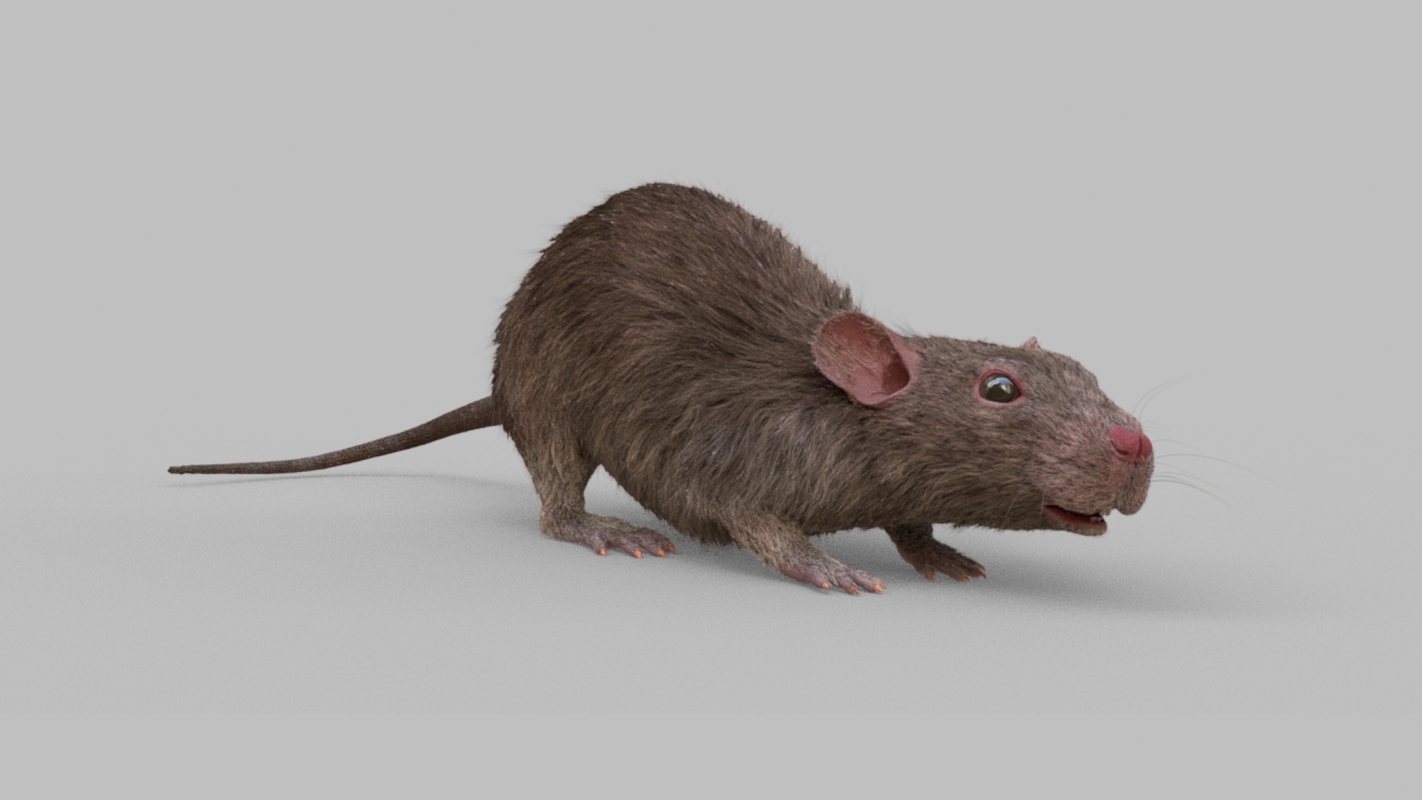 Rat rig 3D - TurboSquid 1368176