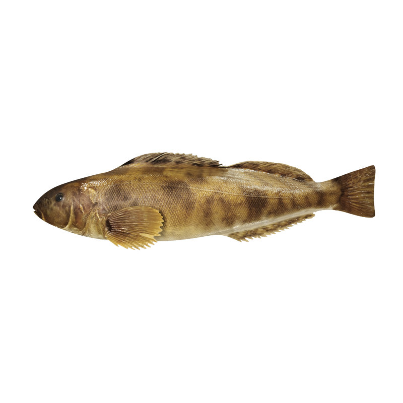 3D rasp fish - TurboSquid 1368235