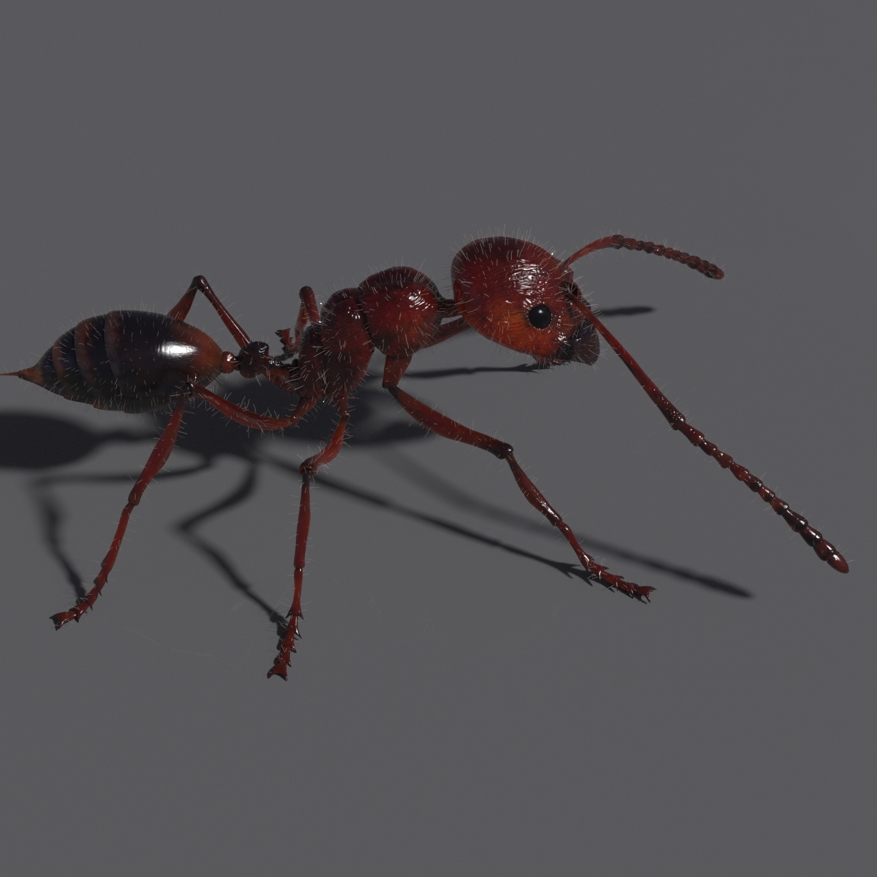 Ant rig 3D model - TurboSquid 1368279