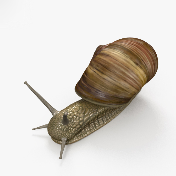 Snail 3D Models for Download | TurboSquid