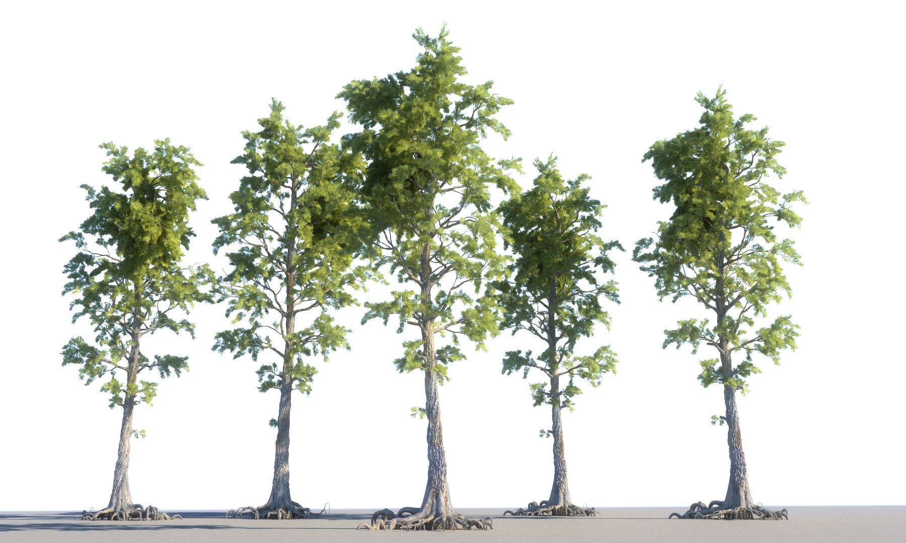 3D model pine tree - TurboSquid 1368584