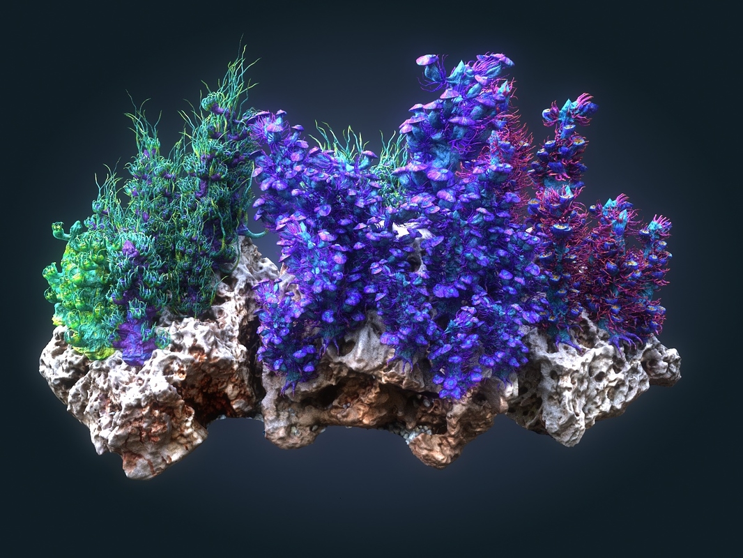 Coral reef ecosystem pack 3D model - TurboSquid 1368596