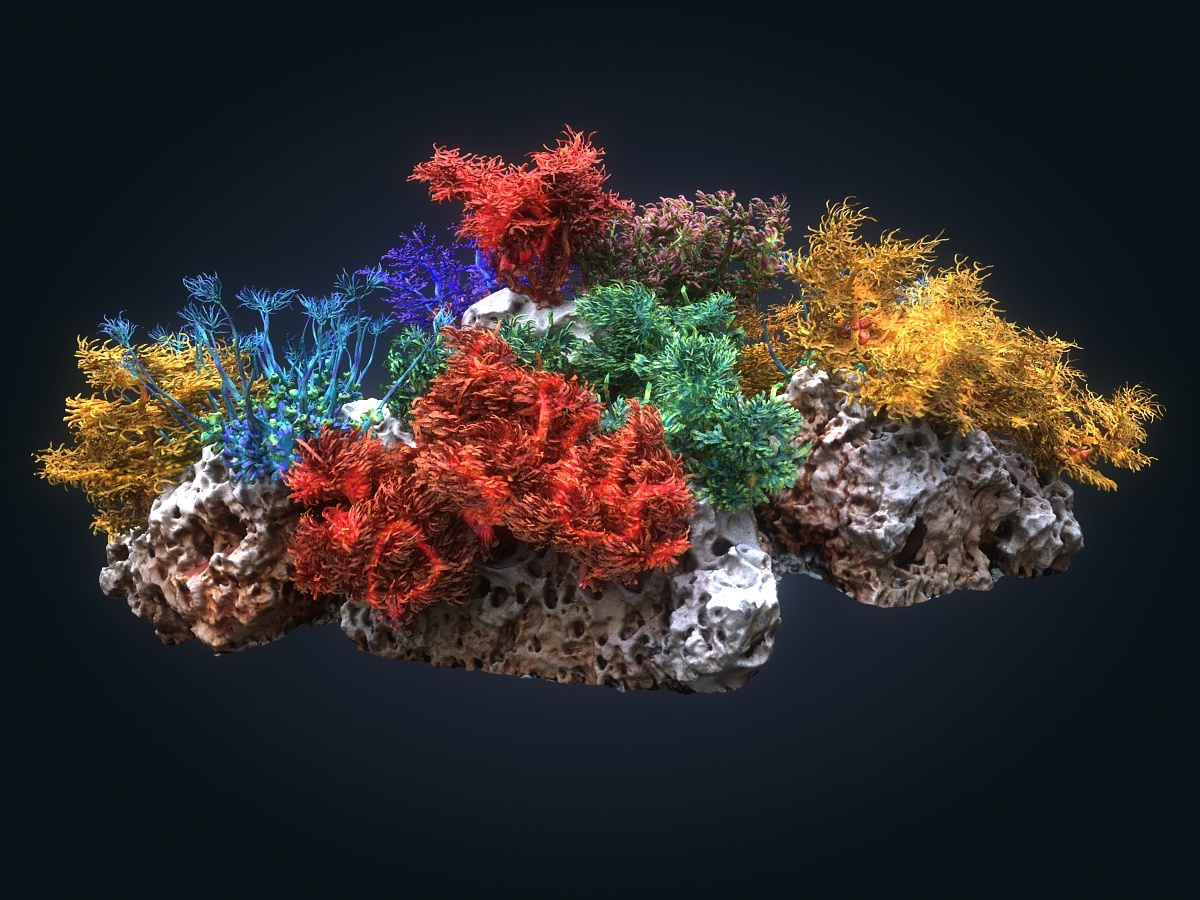 Coral reef ecosystem pack 3D model - TurboSquid 1368596