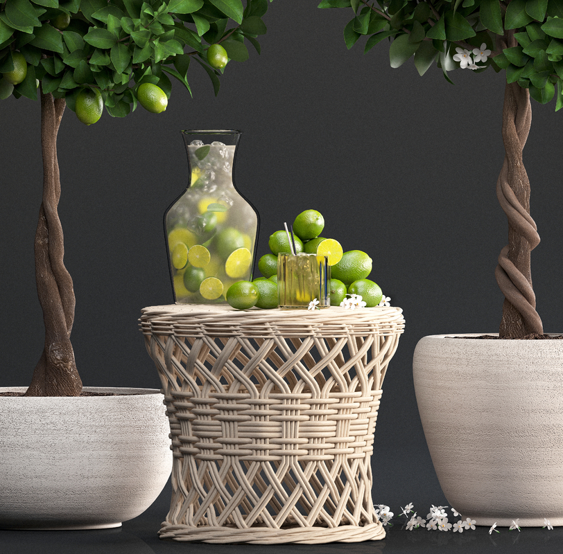 Lime tree lemon fruit 3D model - TurboSquid 1368690