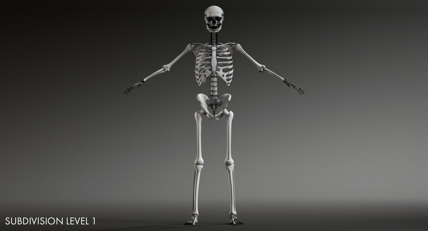 modèle 3D de Squelette mâle - TurboSquid 1369151