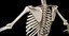 Male skeleton 3D - TurboSquid 1369151