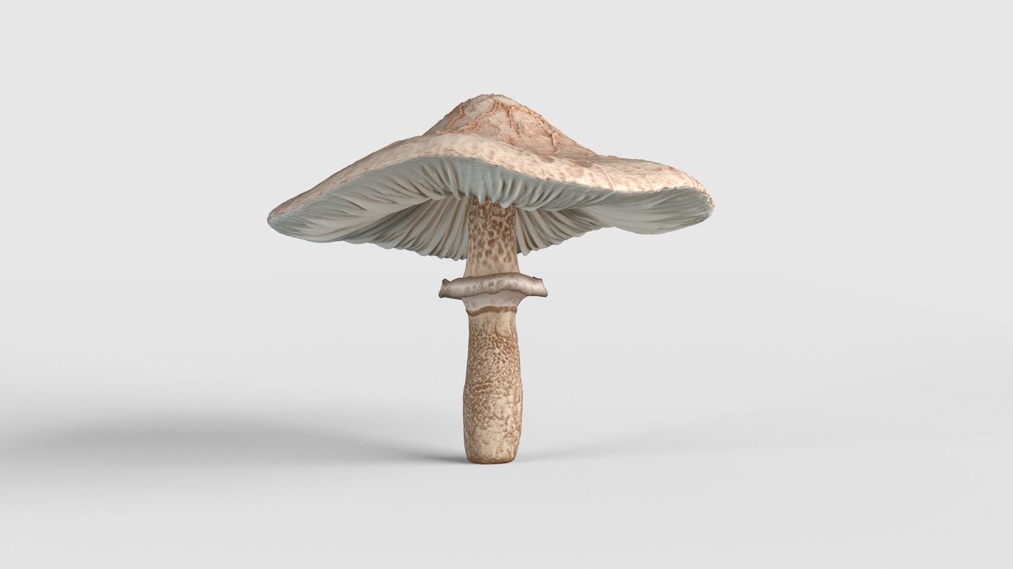 3D mushroom nature fungus model - TurboSquid 1369175