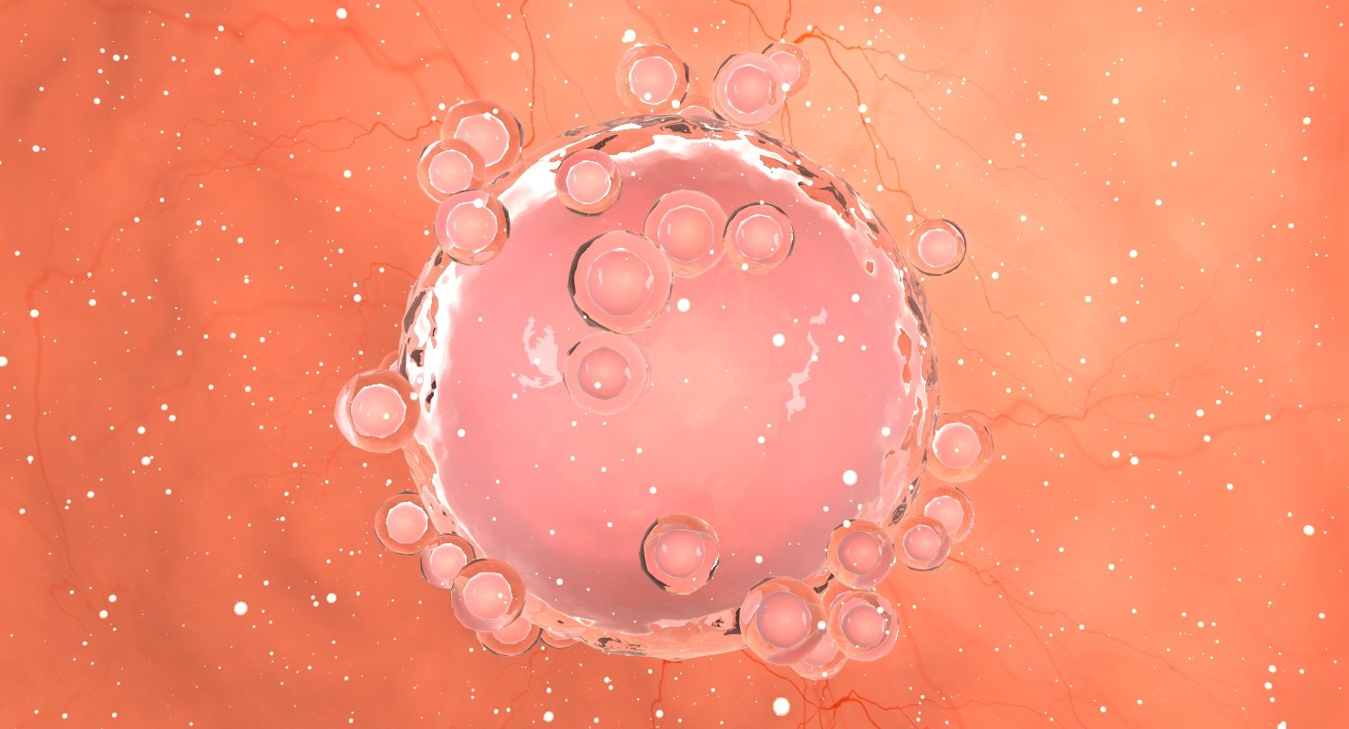 Unfertilized egg cell 3D model - TurboSquid 1367402