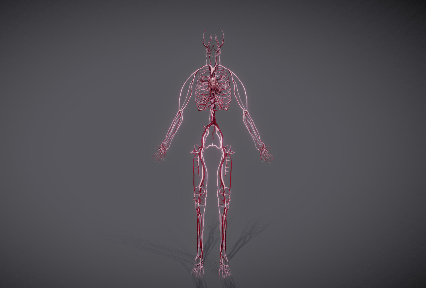 心臓血管系全体3Dモデル - TurboSquid 1369865