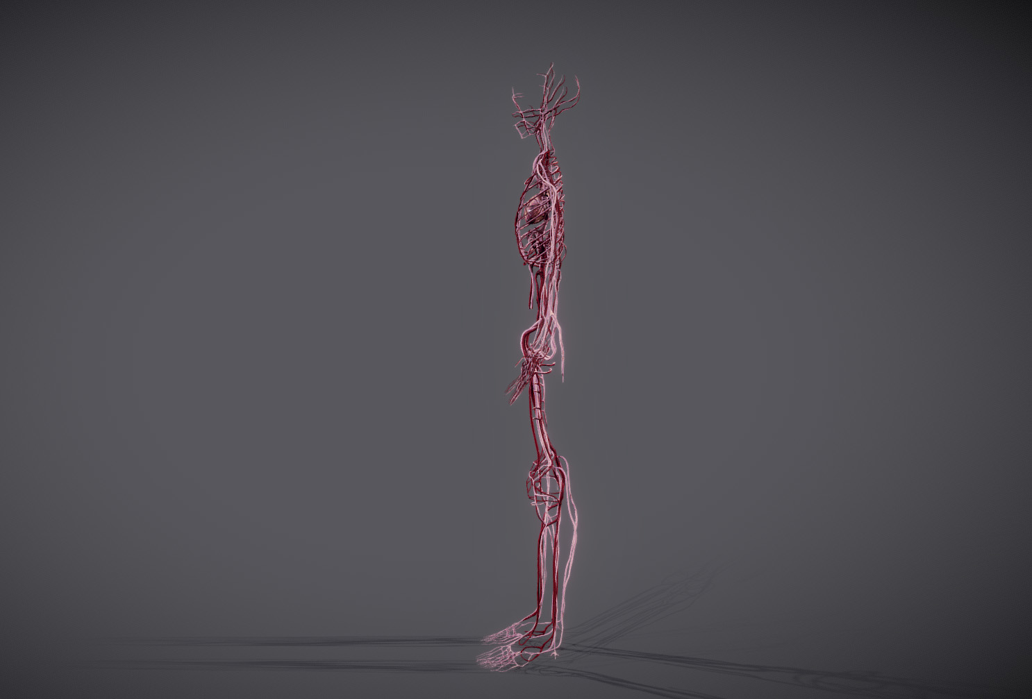 心臓血管系全体3Dモデル - TurboSquid 1369865