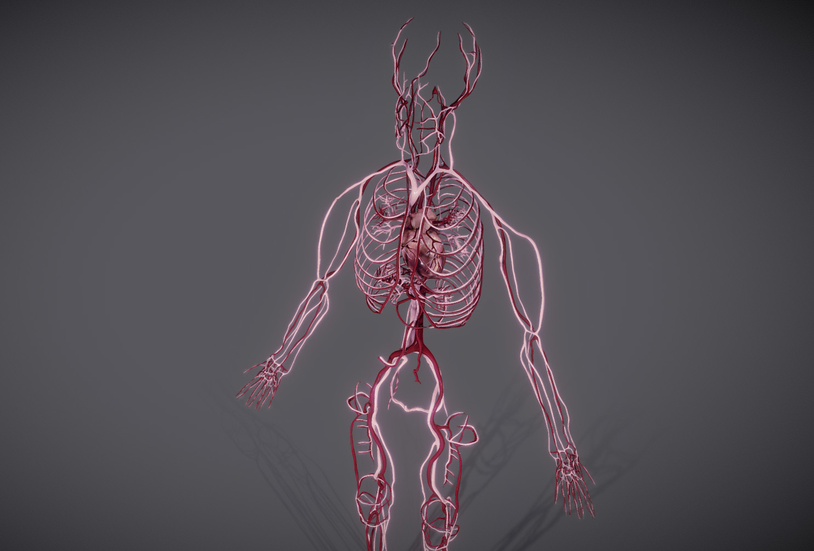 心臓血管系全体3Dモデル - TurboSquid 1369865