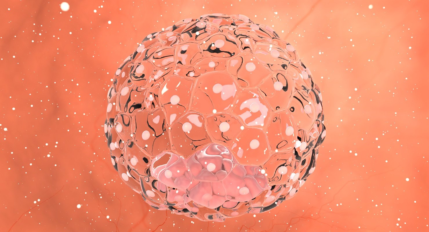 3D blastocyst ovum general model - TurboSquid 1370161