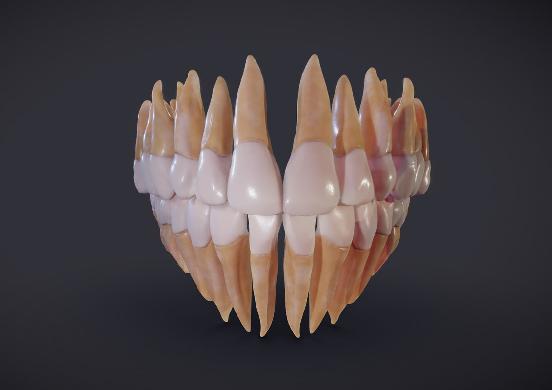 Human teeth 3D model - TurboSquid 1370198