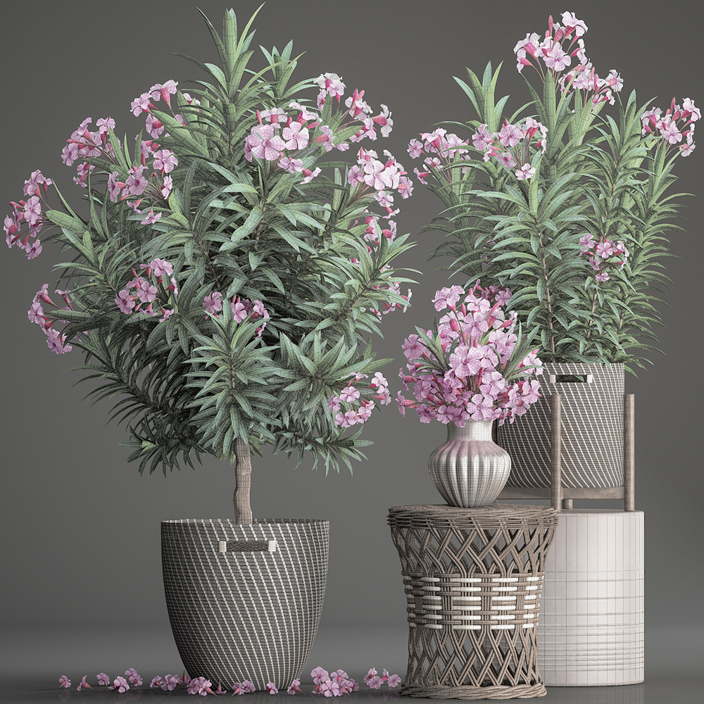 Nerium oleander 3D - TurboSquid 1370207