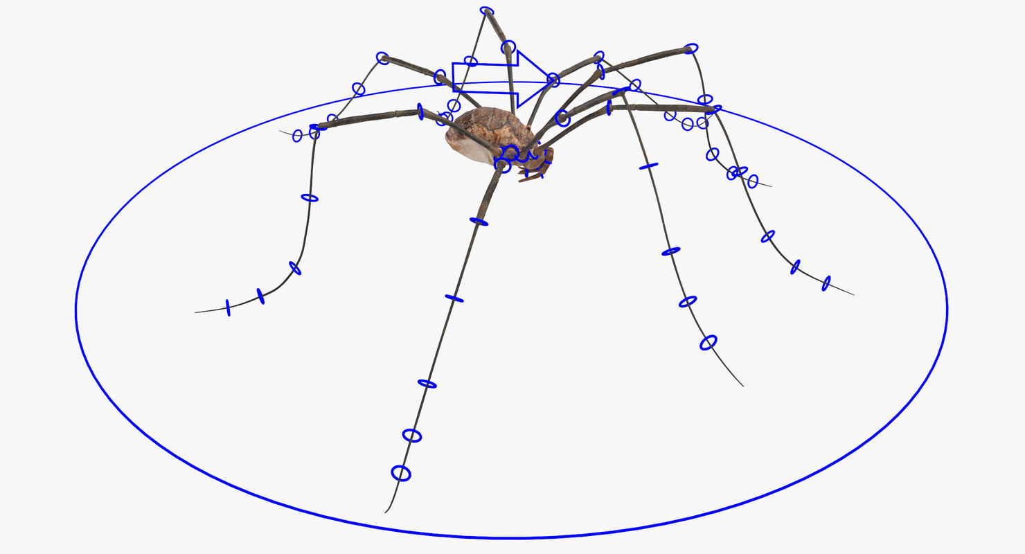 3D model daddy long legs rigged - TurboSquid 1370530
