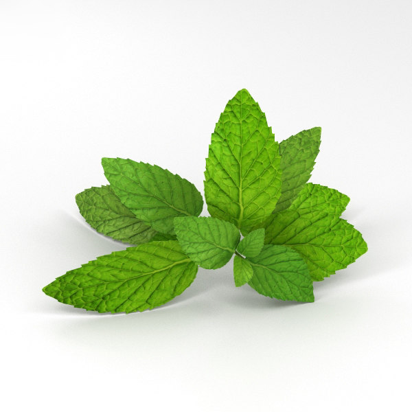 Peppermint mint 3D model - TurboSquid 1370566