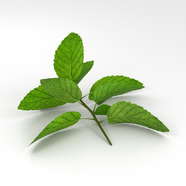 Peppermint mint 3D model - TurboSquid 1370566