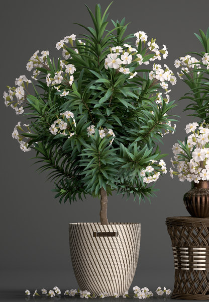 3D nerium oleander - TurboSquid 1370536