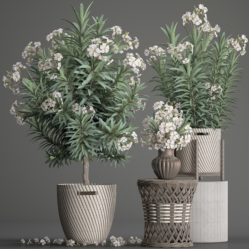 3D nerium oleander - TurboSquid 1370536