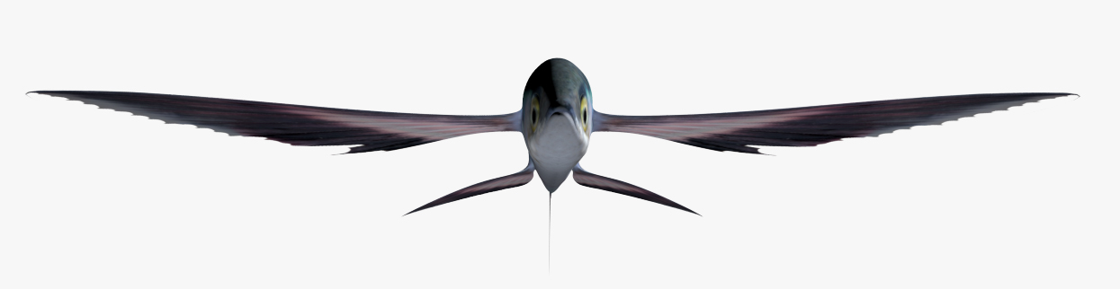 3D mirrorwing flyingfish - TurboSquid 1370641