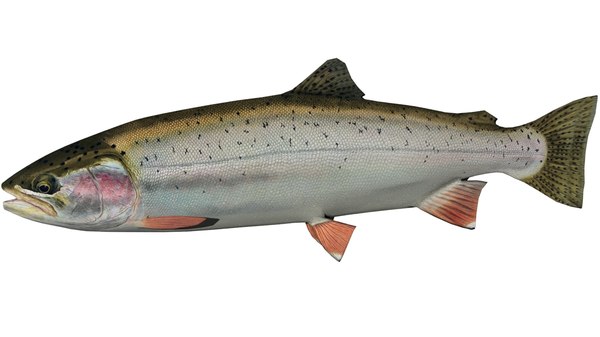 lightwave arowana fish