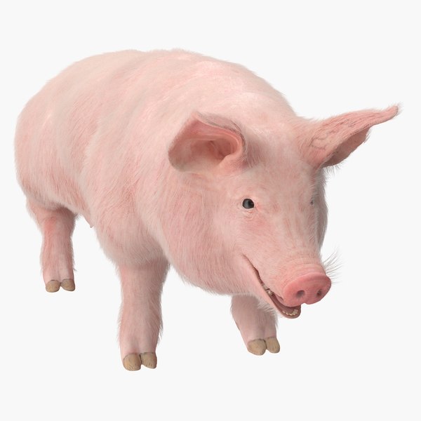 Free 3D Pig Models | TurboSquid